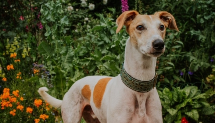 RSPCA York, Harrogate & District Branch - Home