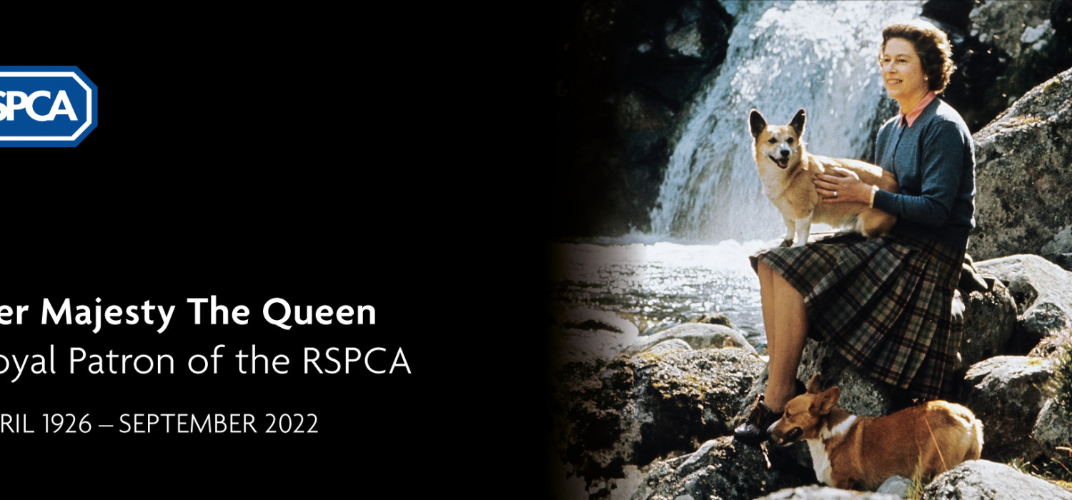 RSPCA York, Harrogate & District Branch - Home